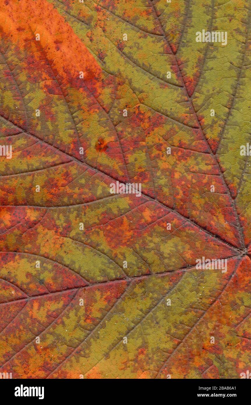 Beautiful bright colorful grunge macro leaf cell structure. Leaf autumn ...