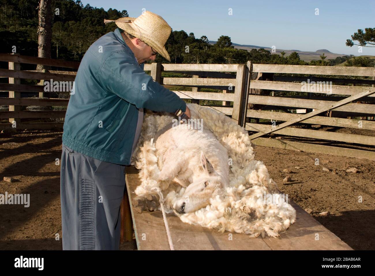 Sheep shearing table hi-res stock photography and images - Alamy