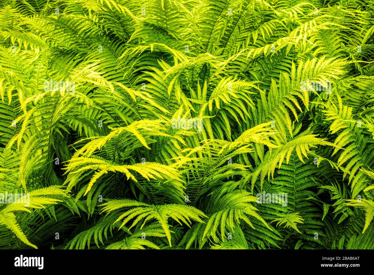 Fern Plant Labeled