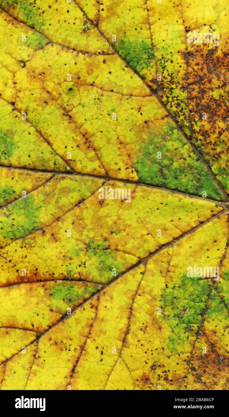 Colorful leaf texture hi-res stock photography and images - Alamy