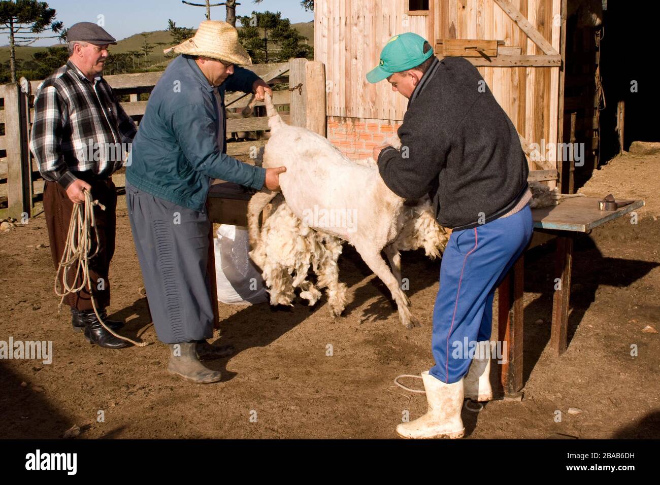Sheep shearing table hi-res stock photography and images - Alamy