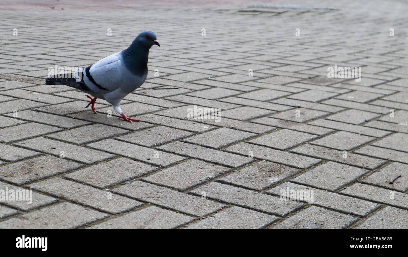 one pigeon on the paving slabs. Wild bird is walking in the square ...