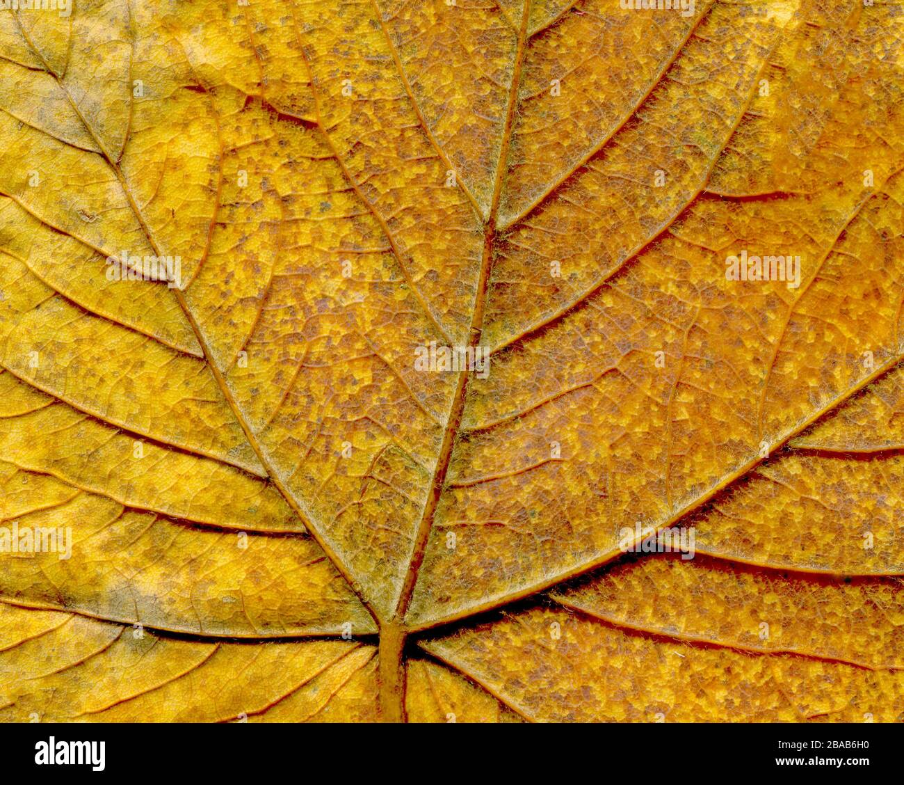 Autumn leaves background. Autumn dried leave. Flat lay top view Stock ...