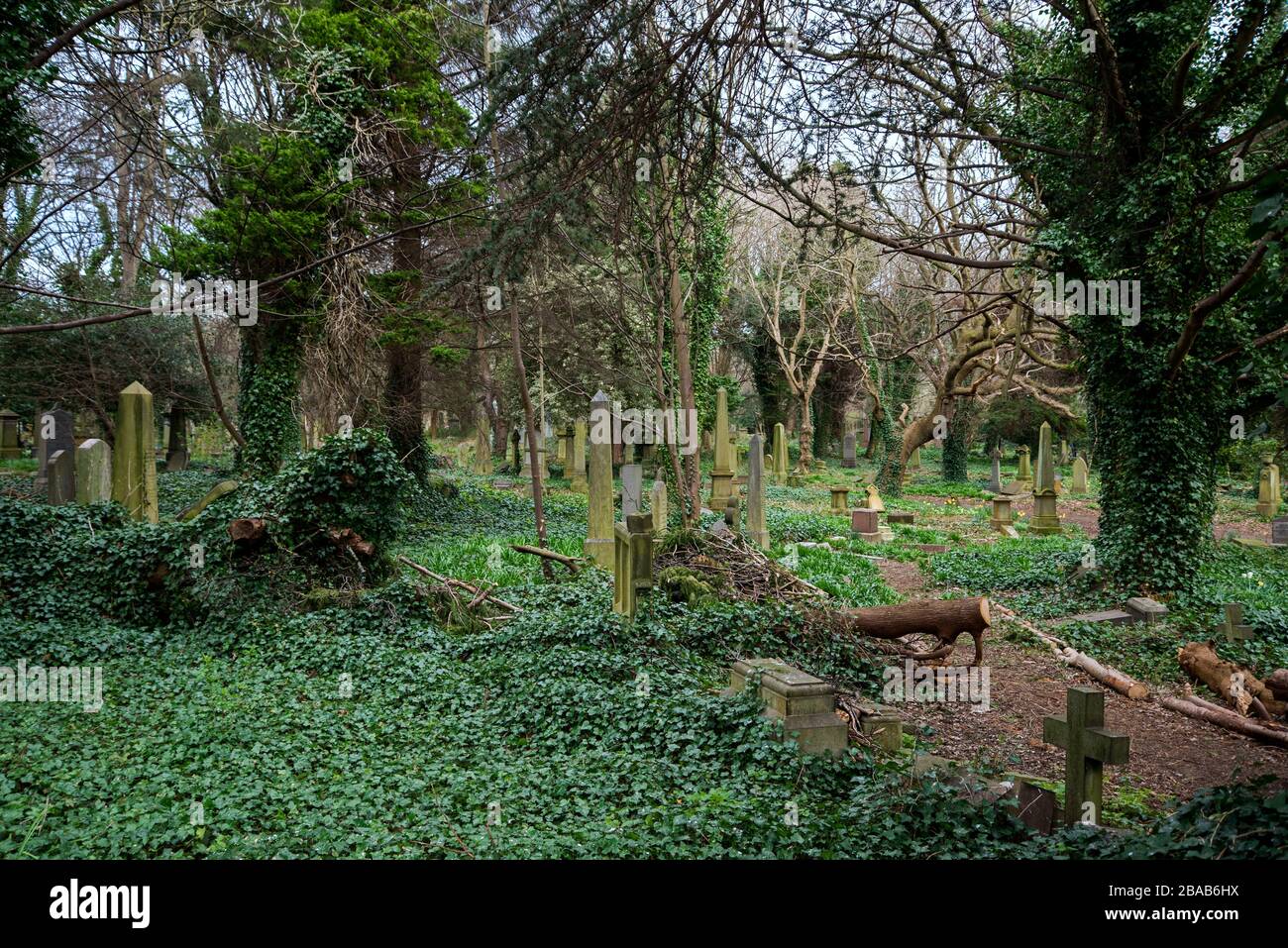 The overgrown and neglected Victorian section of Warriston Cemetery ...