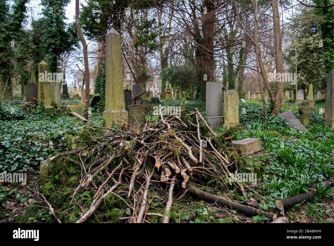 The overgrown and neglected Victorian section of Warriston Cemetery ...