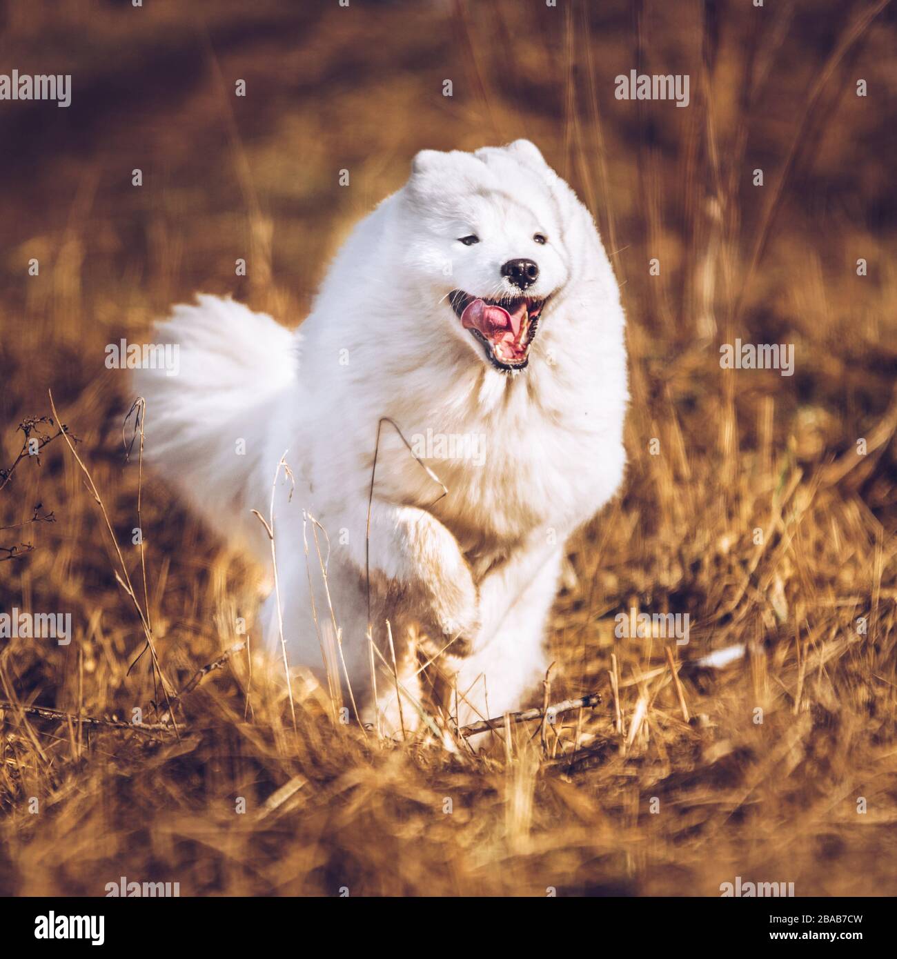 White fluffy Samoyed dog puppy is running outside Stock Photo - Alamy