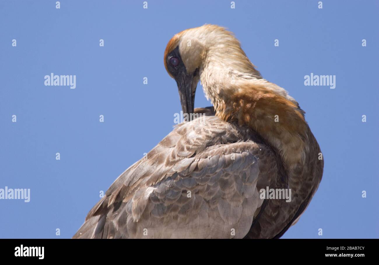 Curicaca, Theristicus caudatus, Threskiornithidae, São José dos ...
