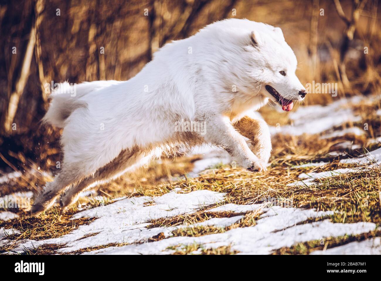 White fluffy Samoyed dog puppy is running outside Stock Photo - Alamy