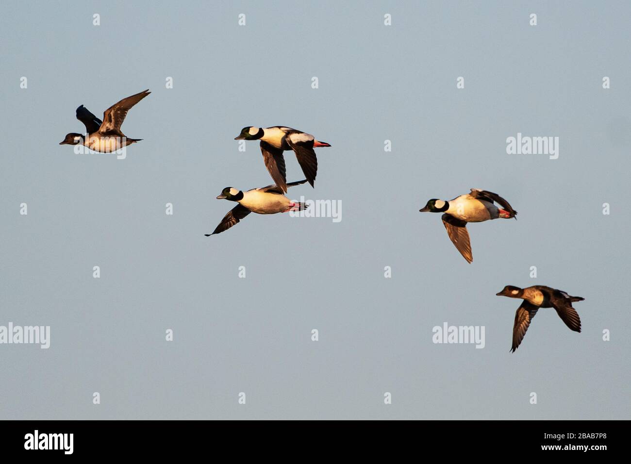 A small flock of bufflehead ducks in flight Stock Photo - Alamy