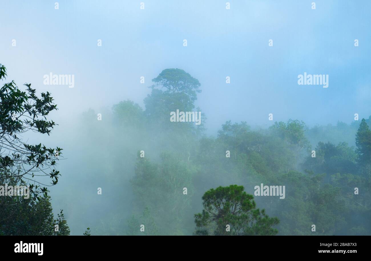 cloudy forest wide leaf landscape with fog and diffuse trees in ...