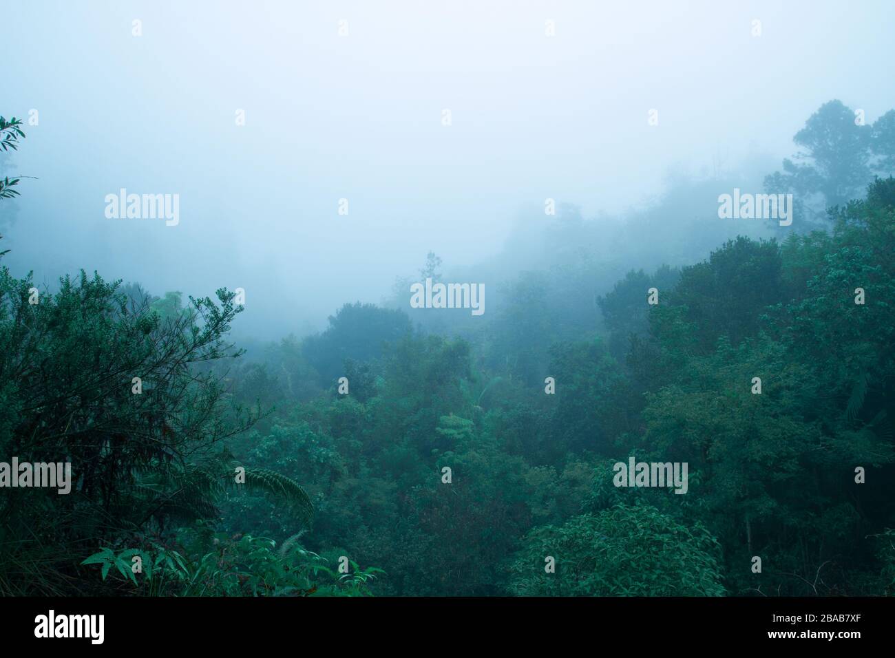 cloudy forest wide leaf landscape with fog and diffuse trees in ...