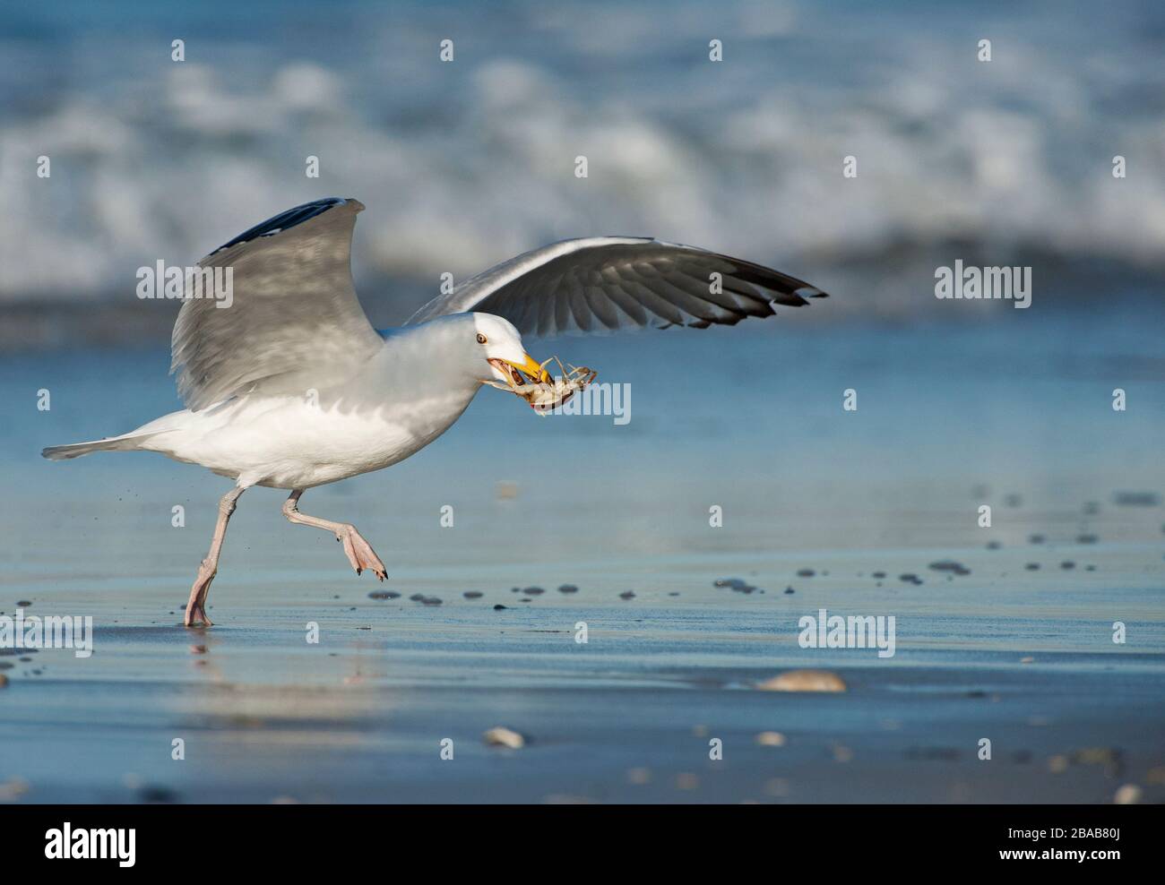 Aquatic prey hi-res stock photography and images - Alamy