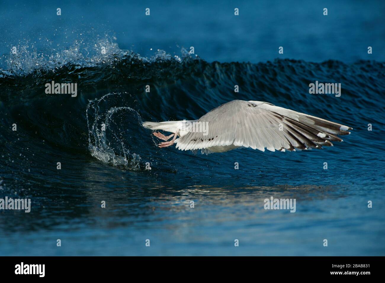 Aquatic prey hi-res stock photography and images - Alamy