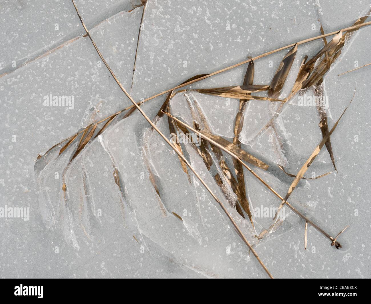 Dead reed stems on ice cover of melting lake Stock Photo - Alamy