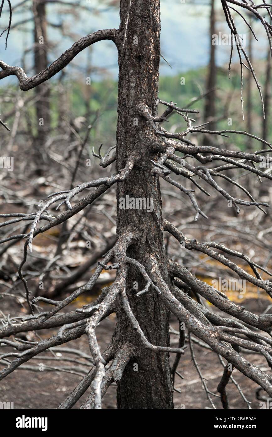Stetson creek fire hi-res stock photography and images - Alamy
