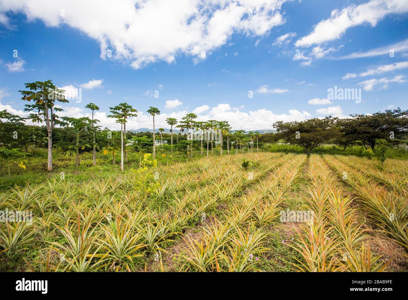Rows of pineapple and avocado plants planted at small rural farm Stock ...