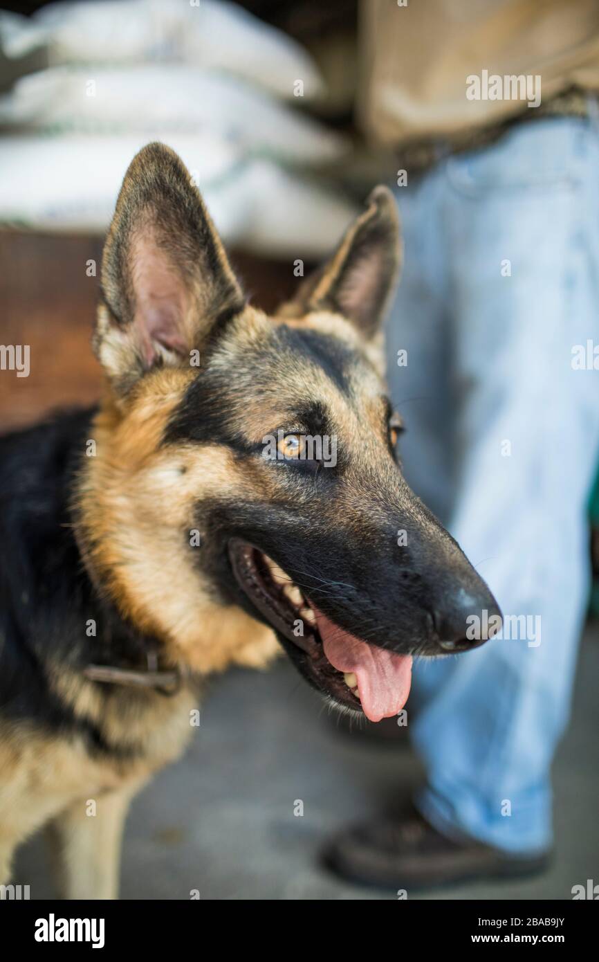 Serious German Shepherd High Resolution Stock Photography and Images ...