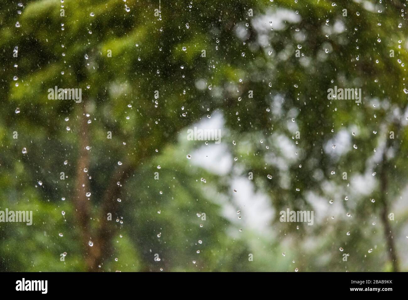 Huge drops of rain fall from the sky during a tropical storm Stock ...