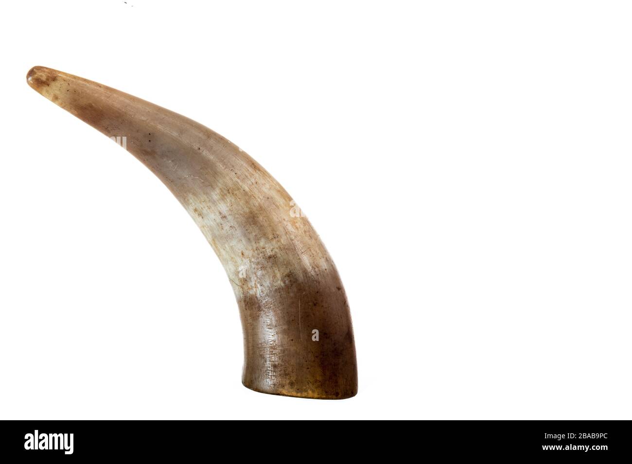 The horn of an animal. Lamb horn on a white background Stock Photo - Alamy