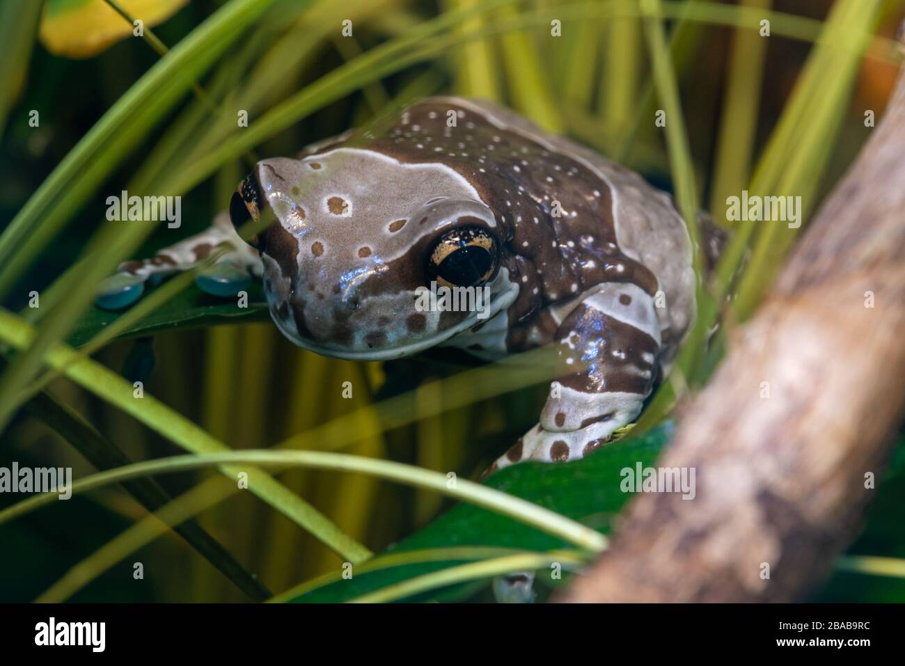 Close up of a mission golden eyed tree frog (trachycephalus ...