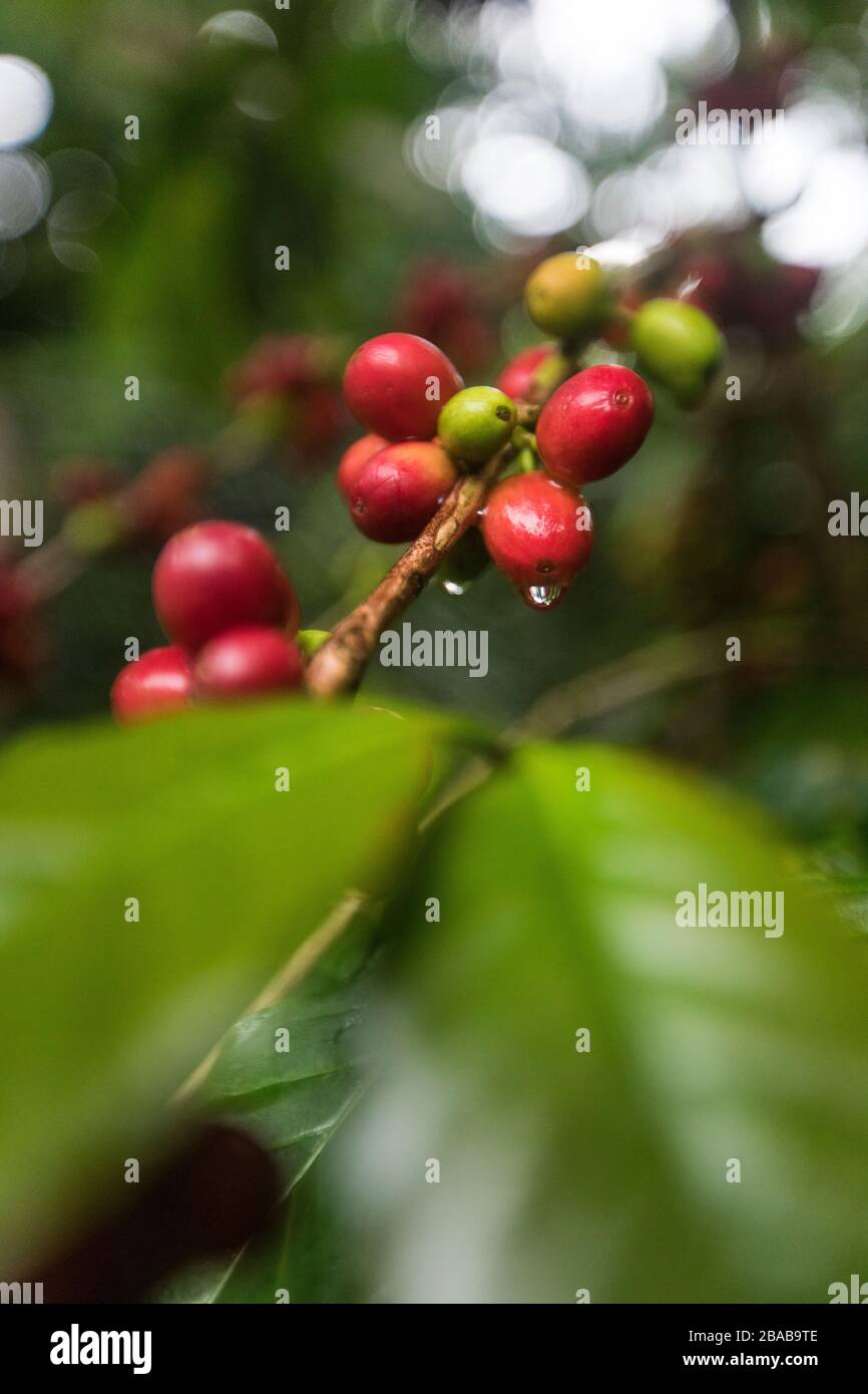 Close up coffee beans growing hi-res stock photography and images - Alamy