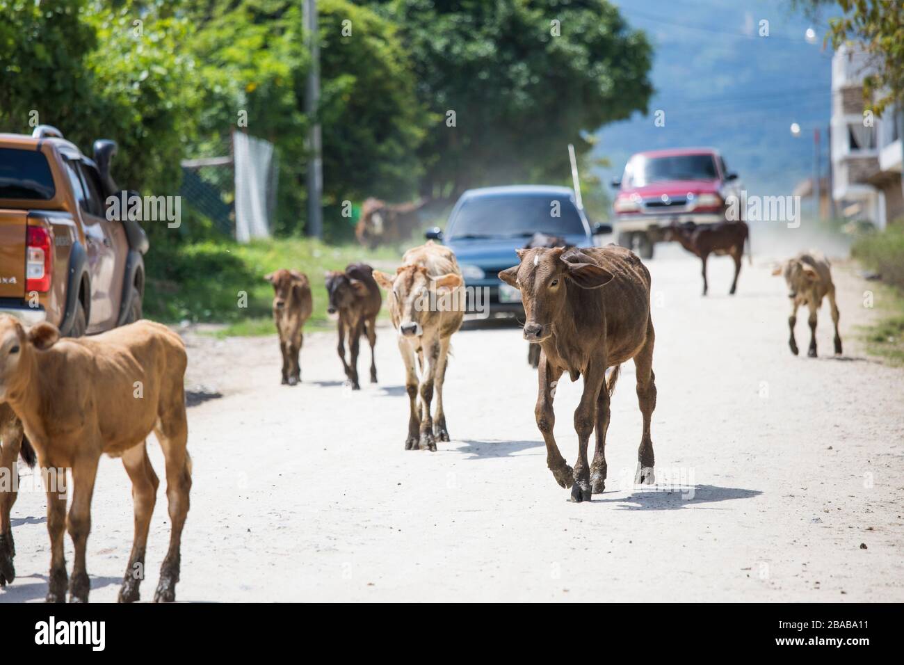 Animal blocking road hi-res stock photography and images - Alamy
