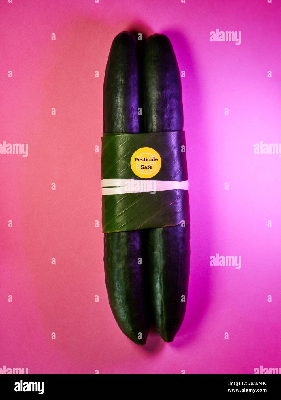 Pesticide Safe Cucumbers On Purple Neon Background Stock Photo - Alamy
