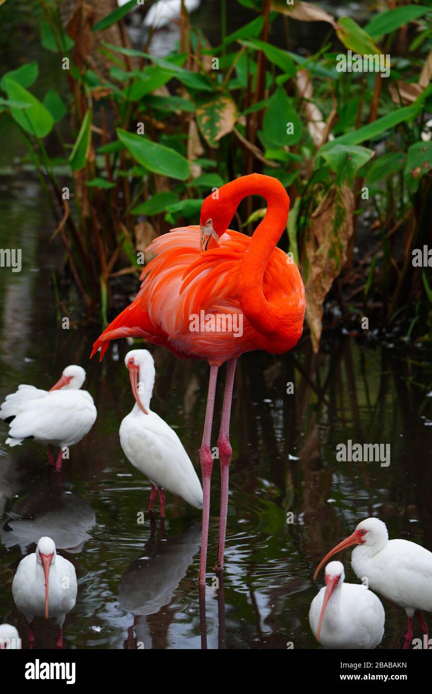A pink flamingo bird standing on one leg Stock Photo - Alamy