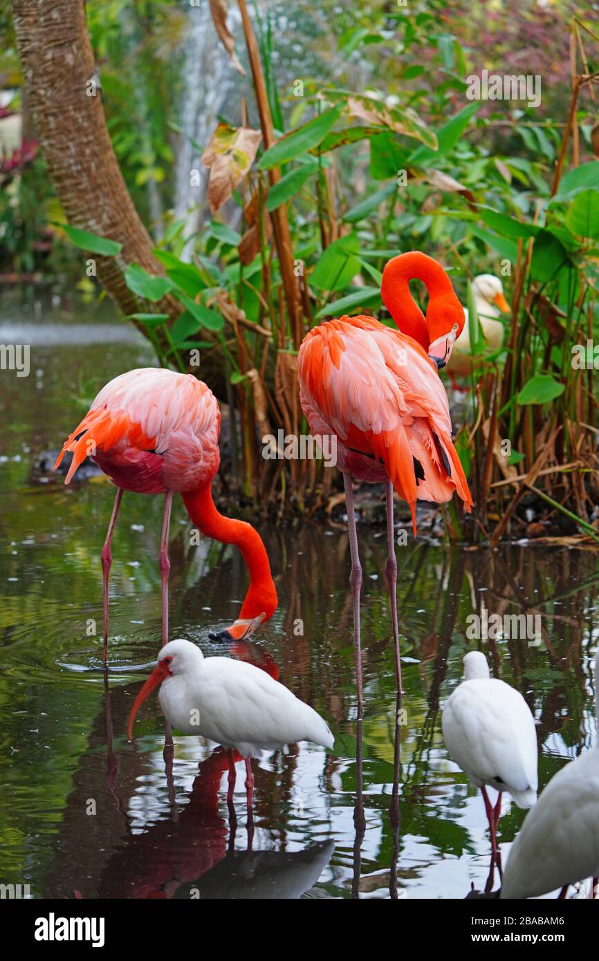 A pink flamingo bird standing on one leg Stock Photo - Alamy