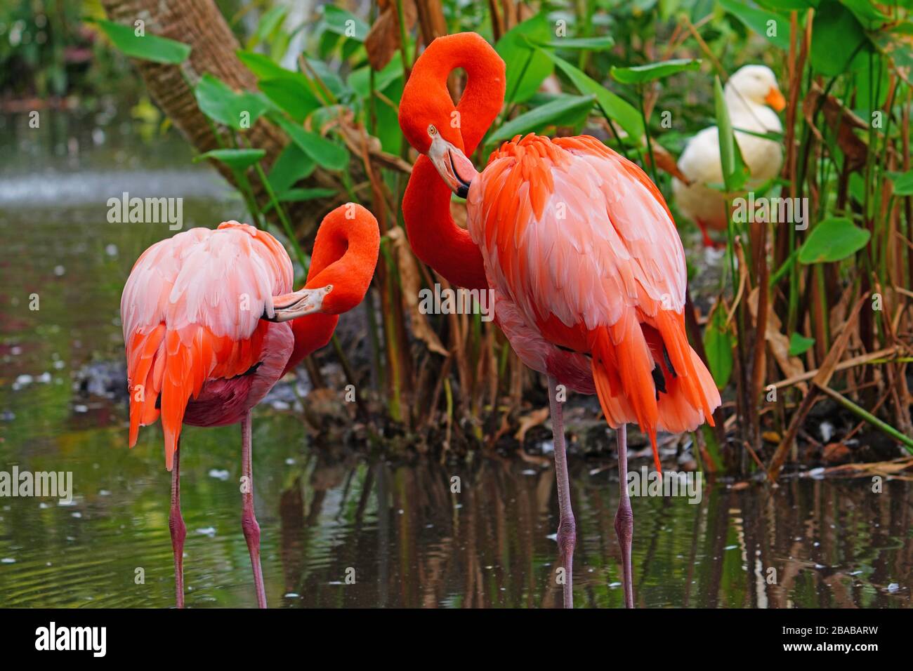 A pink flamingo bird standing on one leg Stock Photo - Alamy