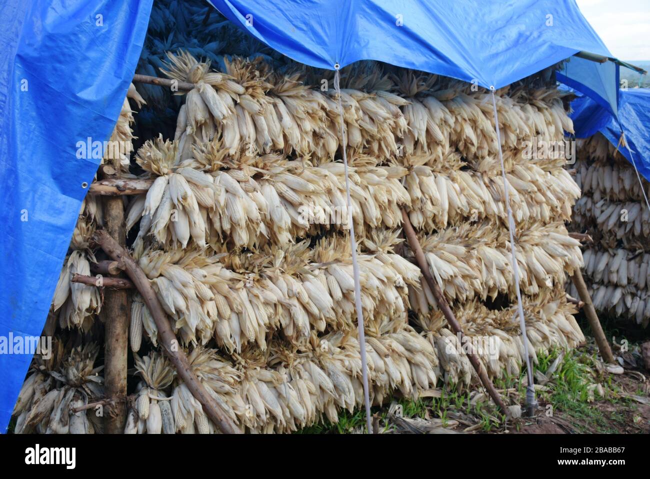 Drying grain africa hi-res stock photography and images - Alamy