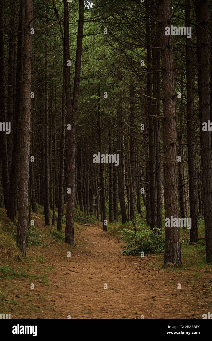 Forest along the Norfolk Coast Stock Photo - Alamy