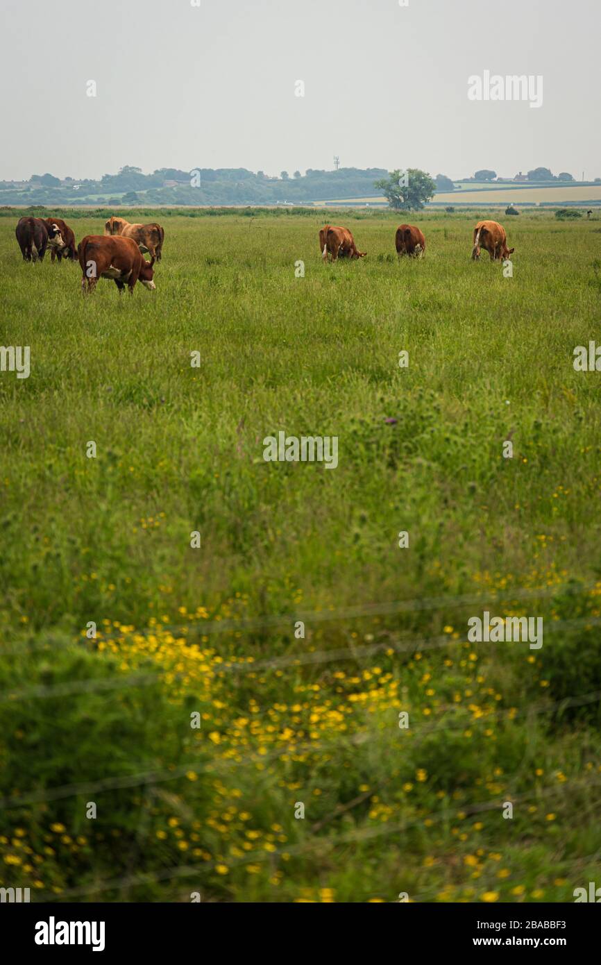 Norfolk cows hi-res stock photography and images - Alamy