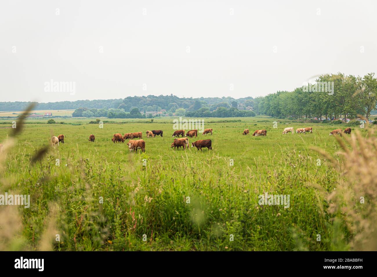 A Field of Cows along the Norfolk Coast Stock Photo - Alamy