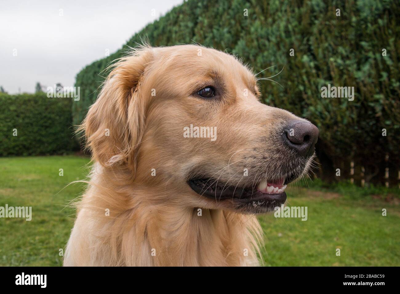 Gold coloured dogs hi-res stock photography and images - Alamy
