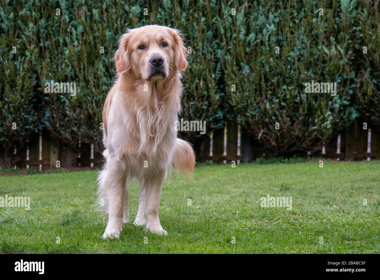 Gold coloured dogs hi-res stock photography and images - Alamy