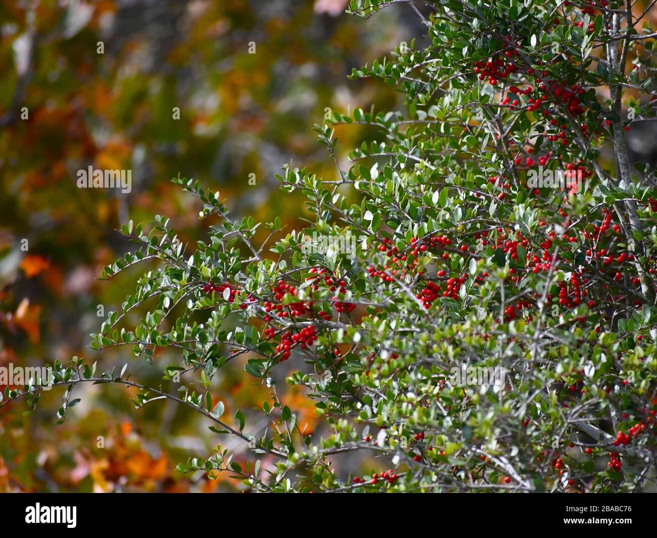 Wild berry bush hi-res stock photography and images - Alamy