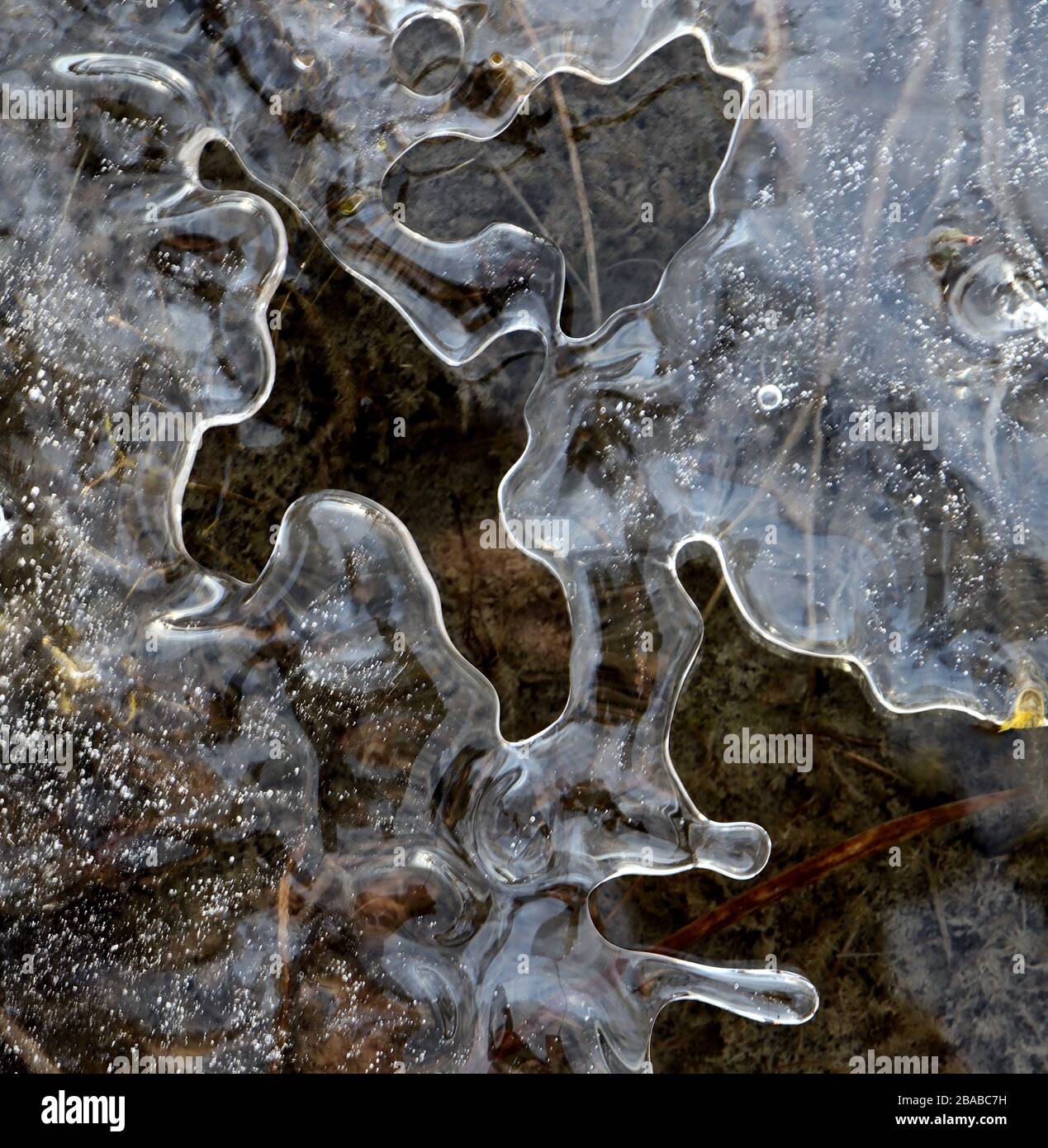 Closeup of transparent ice sheet, accumulated by wave action, with ...