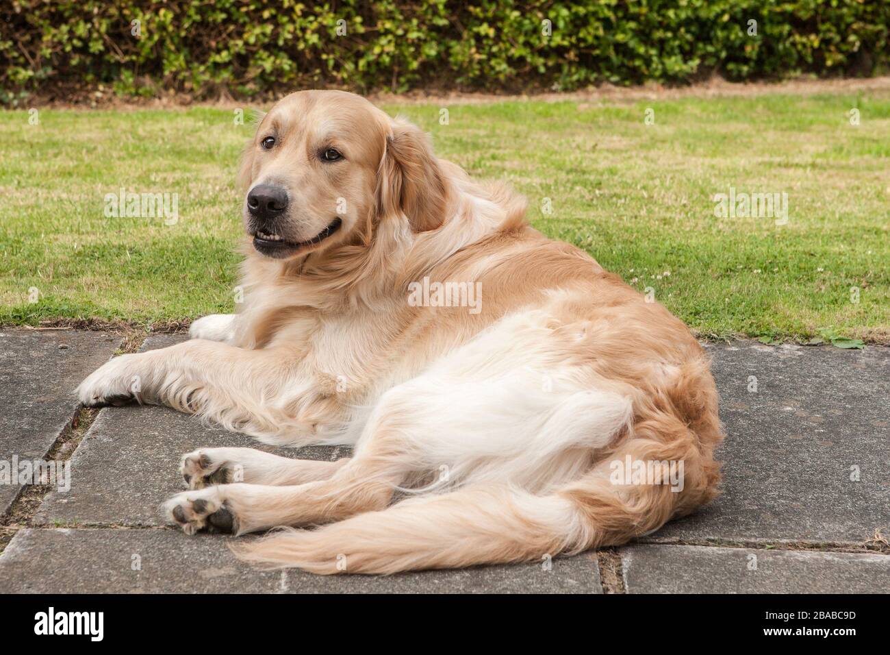 Handsome golden retriever hi-res stock photography and images - Alamy