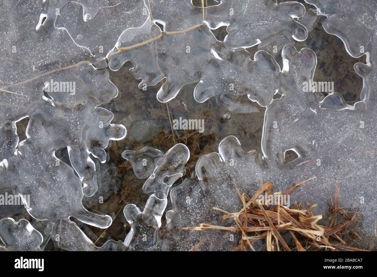 Closeup of semi-transparent ice sheet, accumulated by wave action, with ...