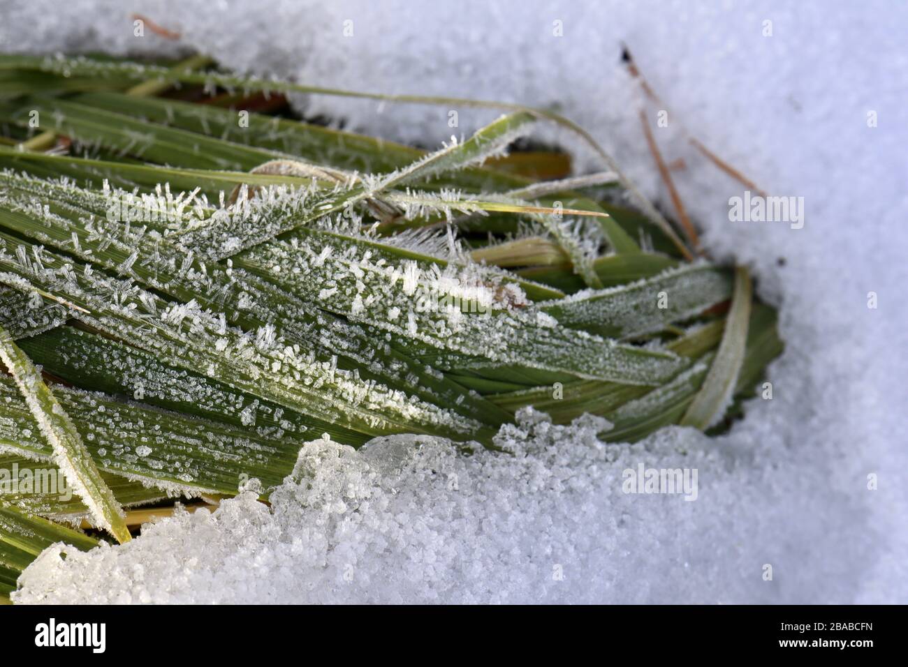 Macro showing textures green grass leaves with hoar frost in early ...