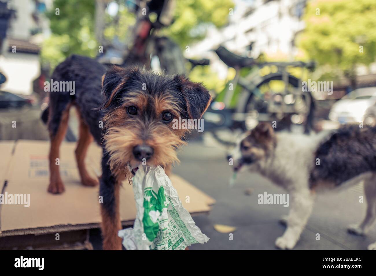 Dog in shanghai hi-res stock photography and images - Alamy
