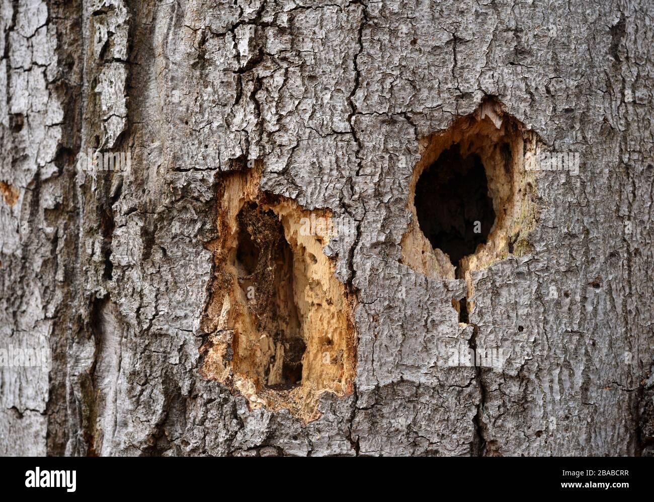 Dead tree surface texture Stock Photo - Alamy