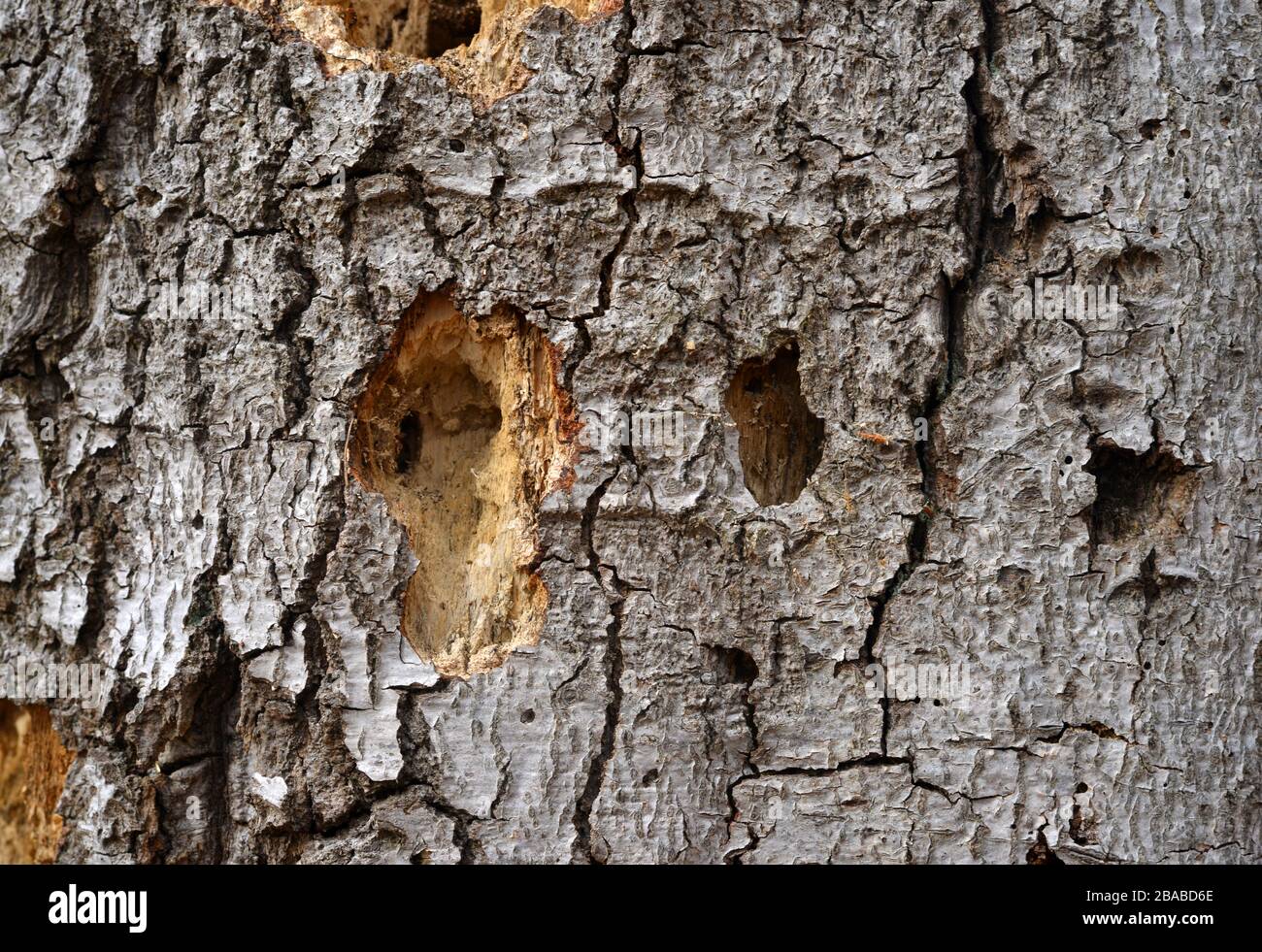 Surface texture of a dead tree Stock Photo - Alamy