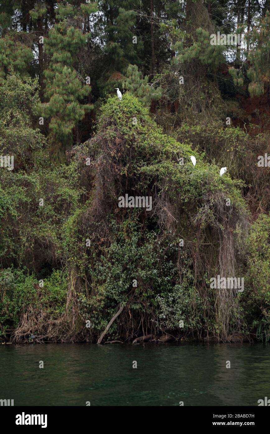 Tota alba hi-res stock photography and images - Alamy