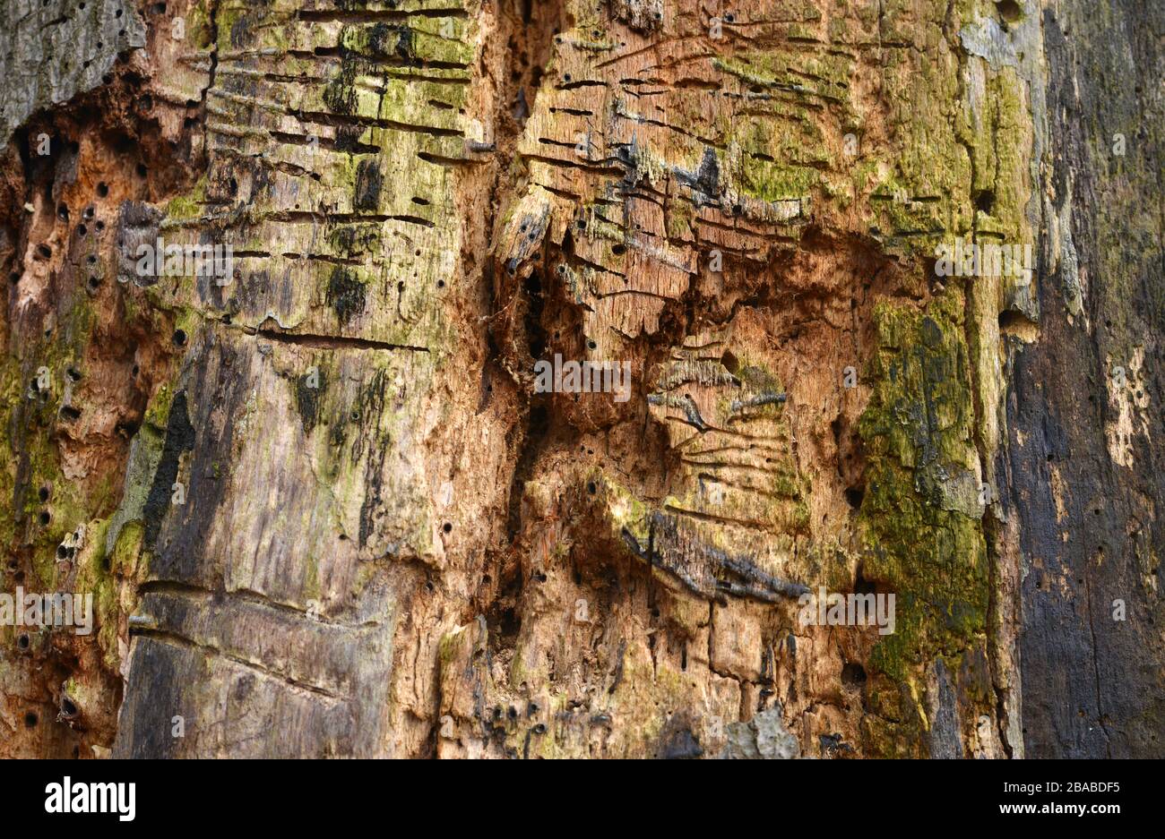 Structure of a sick tree eating parasites Stock Photo - Alamy