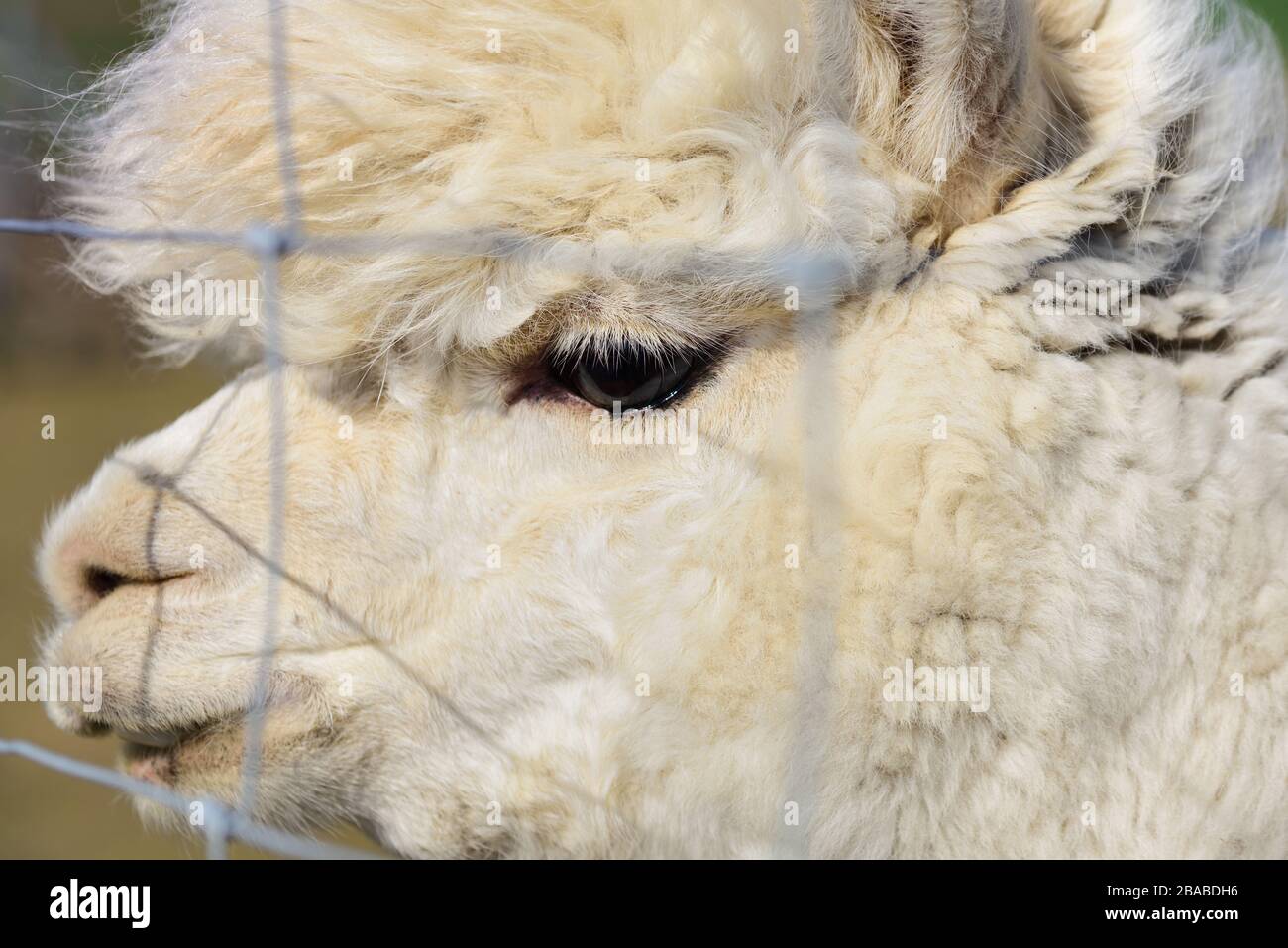 Close up of the head of a young white alpaca female with big black eyes ...