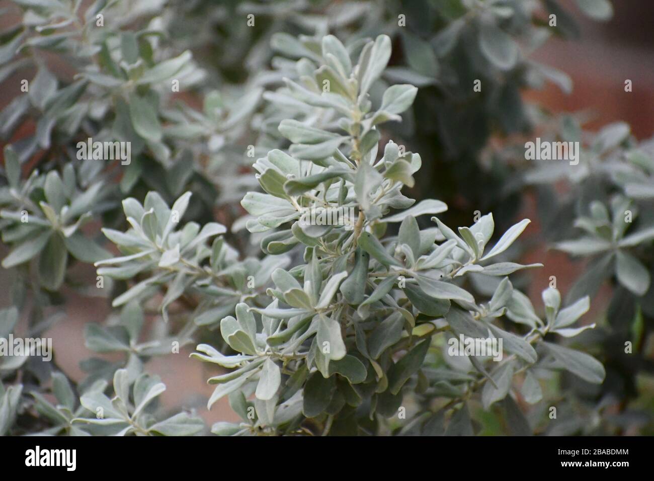 Light colored bush Stock Photo - Alamy