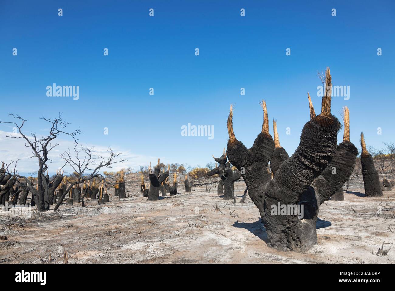 Balga grass plant hi-res stock photography and images - Alamy
