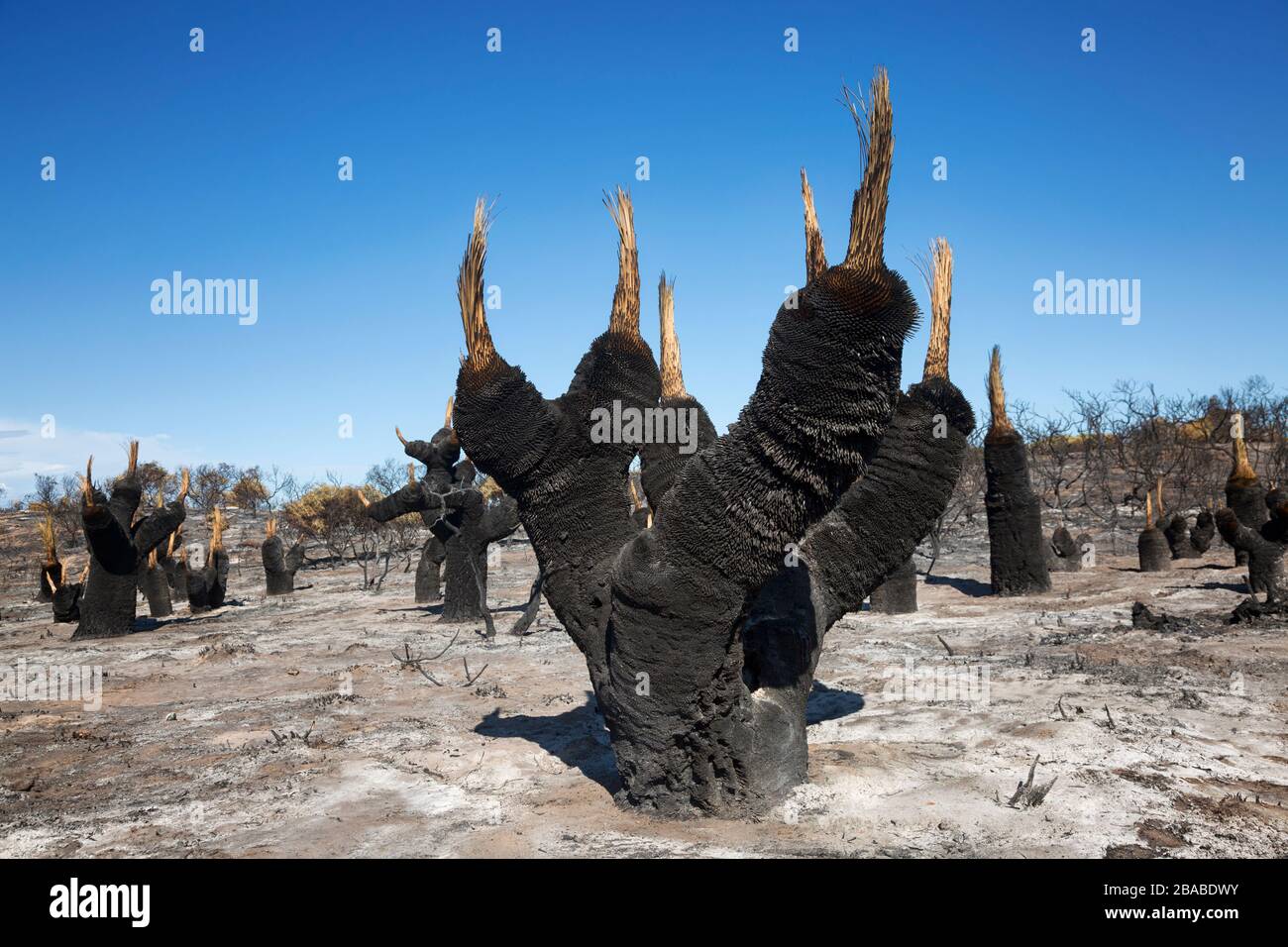 Australian bushfire kangaroo hi-res stock photography and images - Alamy